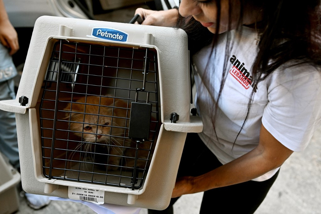 Lebanon’s Animal Rescuers Risk Lives to Save Pets from Areas Targeted ...