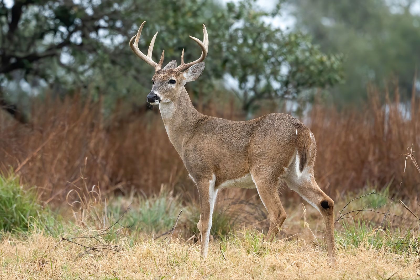 Deer Disease ‘Evolving to Spread Into Humans’ and Could Cause ‘Humanity ...