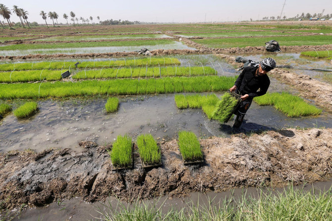 Iraq Resumes Rice Cultivation After Two-Year Ban with New Climate ...