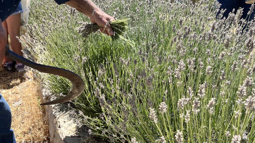 Lavender Ecotourism Throws Lifeline to Rural Lebanese Villages | Kataeb