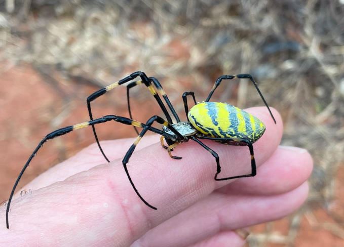 Venomous Flying Spiders with 4-Inch Legs Spread Across East Coast | Kataeb