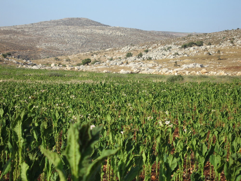 Lebanese Tobacco Farmers Forced to Abandon Fields in Border Areas Amid ...