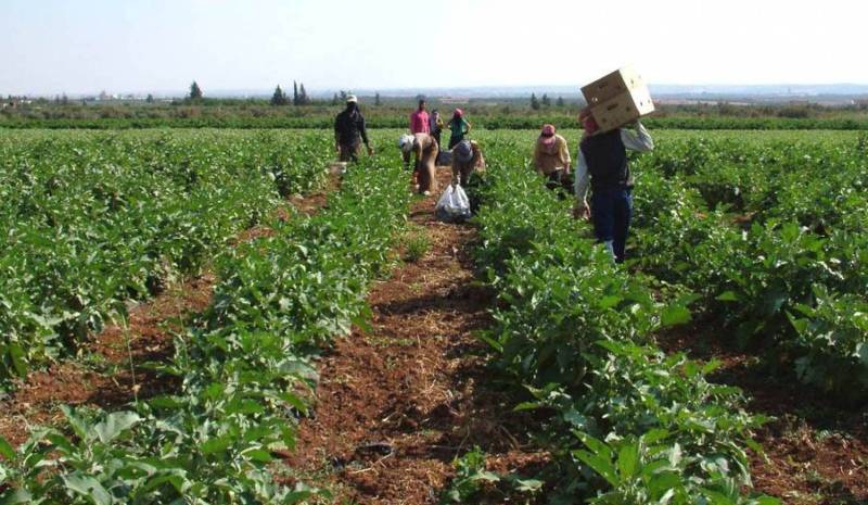 FAO: Drought, Conflict, and Inflation Threaten Lebanon’s Food Security ...