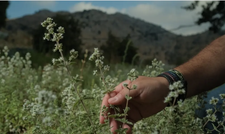 Growing Pains: Conflict Leaves South Lebanon's Zaatar Farmers Feeling ...
