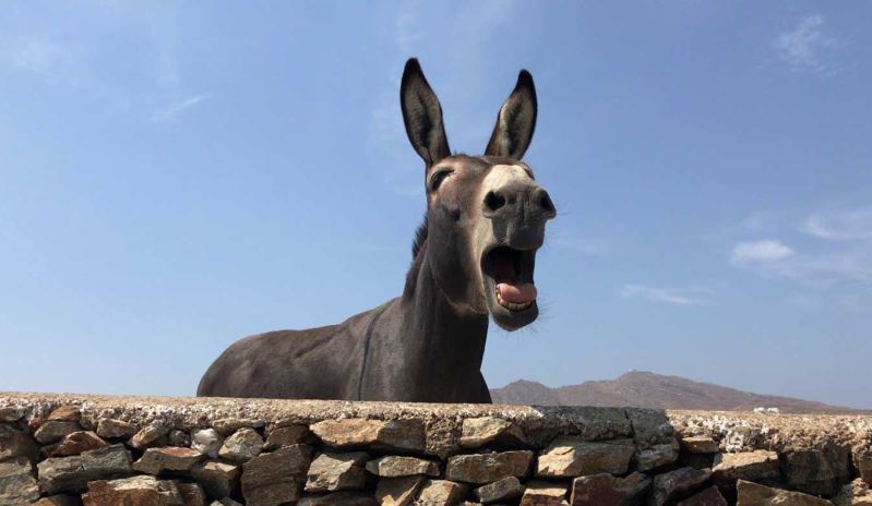 بالصورة- خبر تسجيل الحمير للتنقل في شحتول صحي| الكتائب | الكتائب